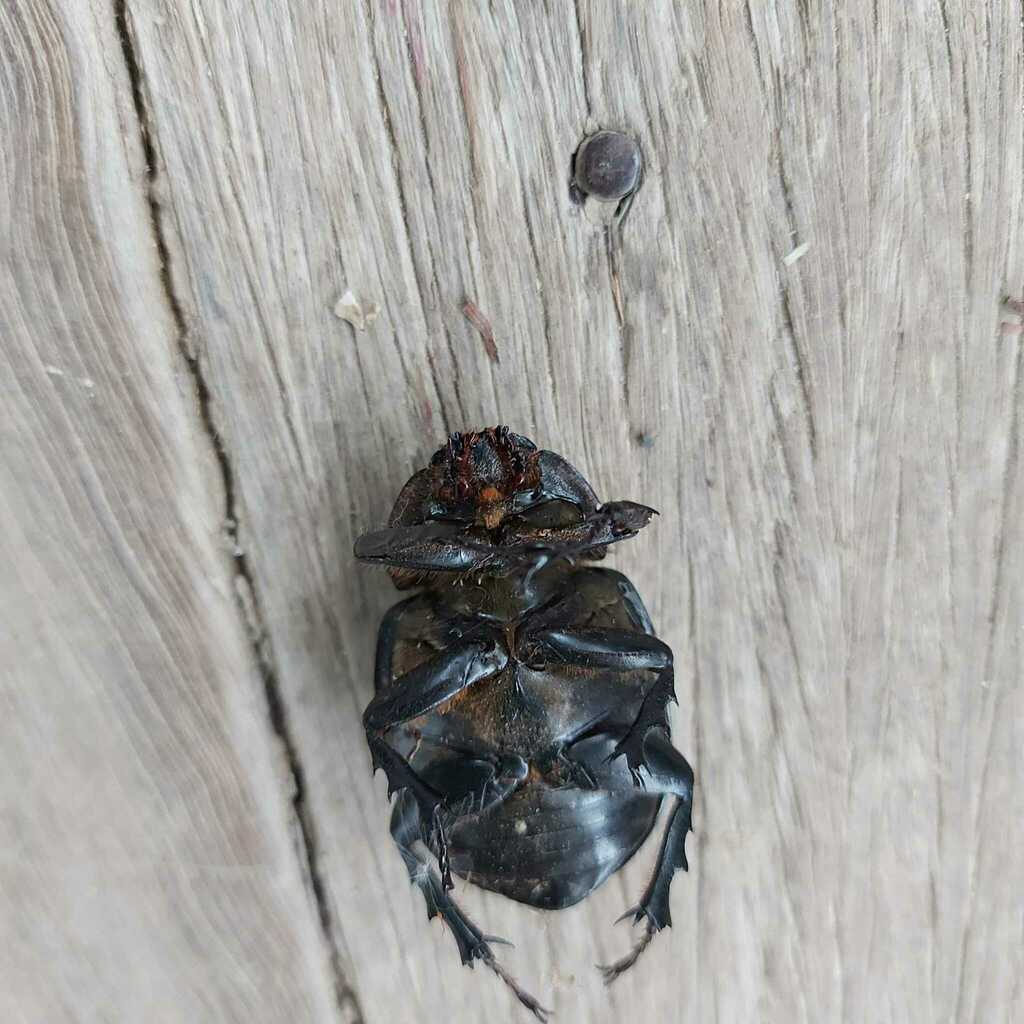 Scarabs, Stag Beetles and Allies from 33 Gugandi Rd, Narara NSW 2250 ...