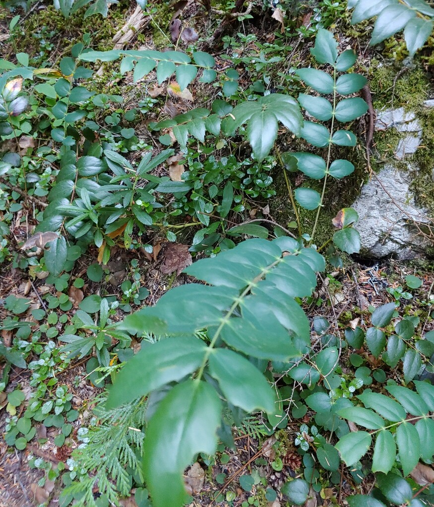 Cascade Oregon-grape from Clallam County, WA, USA on August 3, 2022 at ...