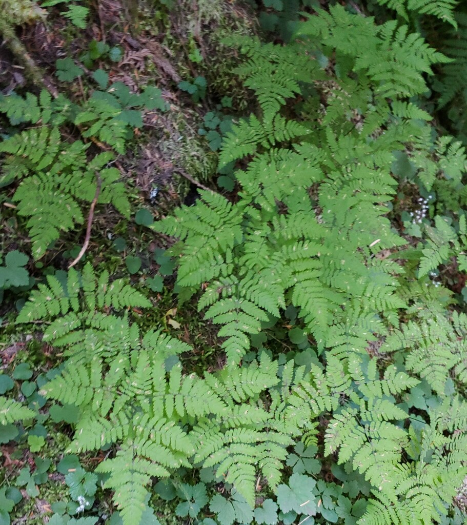 oak fern from Pierce County, WA, USA on August 03, 2022 at 07:45 PM by ...