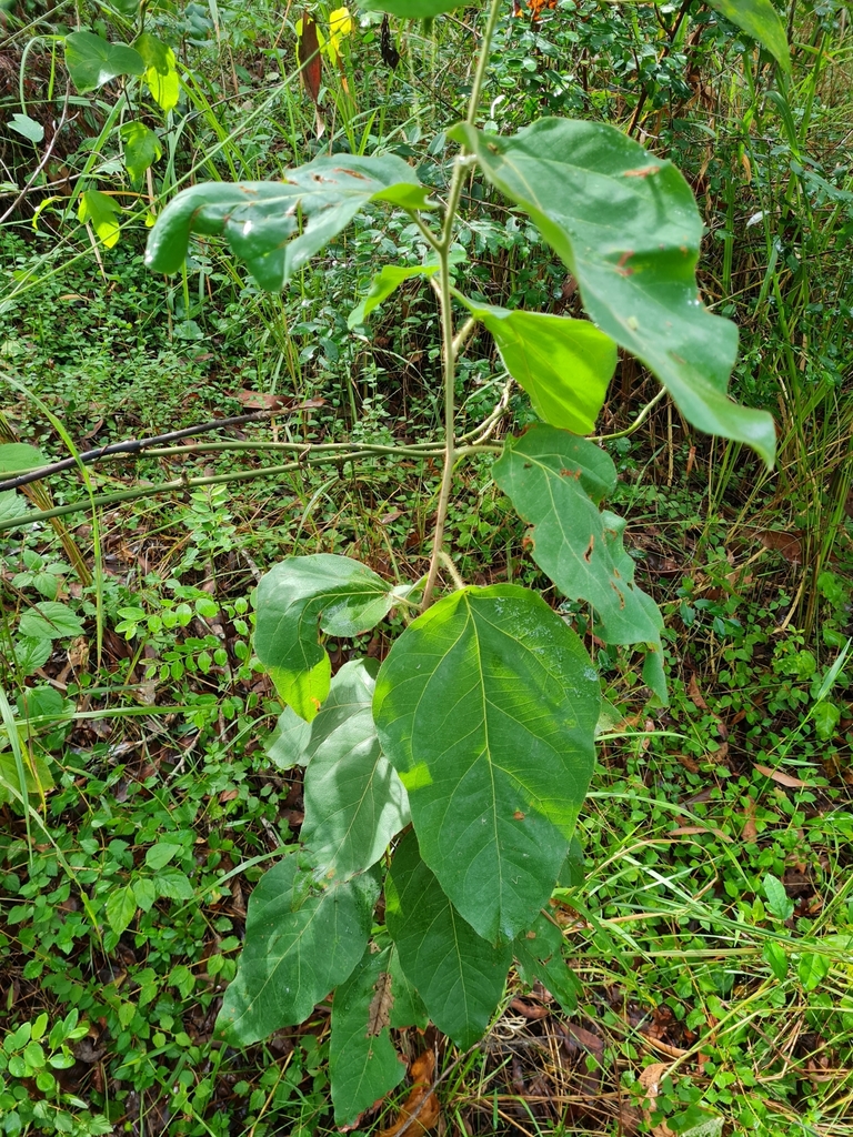 cadaghi from Canungra QLD 4275, Australia on March 13, 2023 at 09:02 AM ...