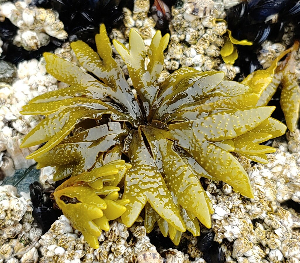 Rockweed from Jefferson County, WA, USA on July 31, 2022 at 08:26 AM by ...