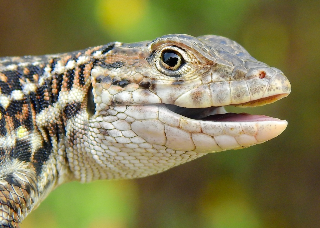 Acanthodactylus erythrurus erythrurus from Mata dos Medos, Portugal on ...