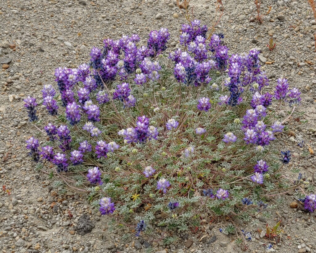 Dwarf Lupine from Skamania County, WA, USA on August 01, 2022 at 11:25 ...