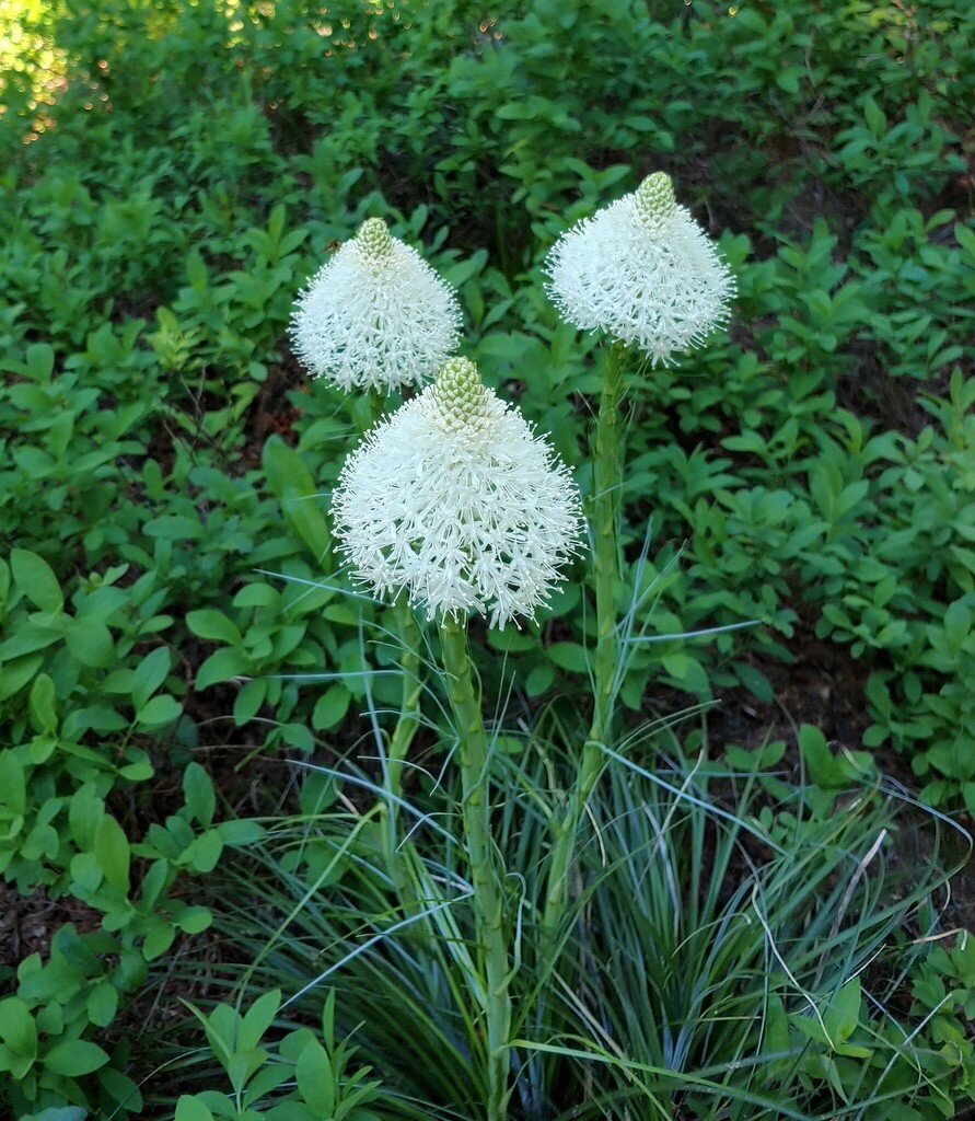 common beargrass from Pierce County, WA, USA on August 3, 2022 at 10:15 ...