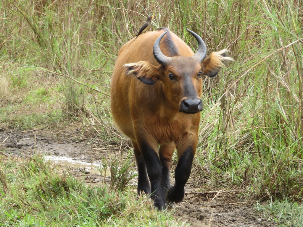 Forest Buffalo (Syncerus caffer nanus) - Know Your Mammals
