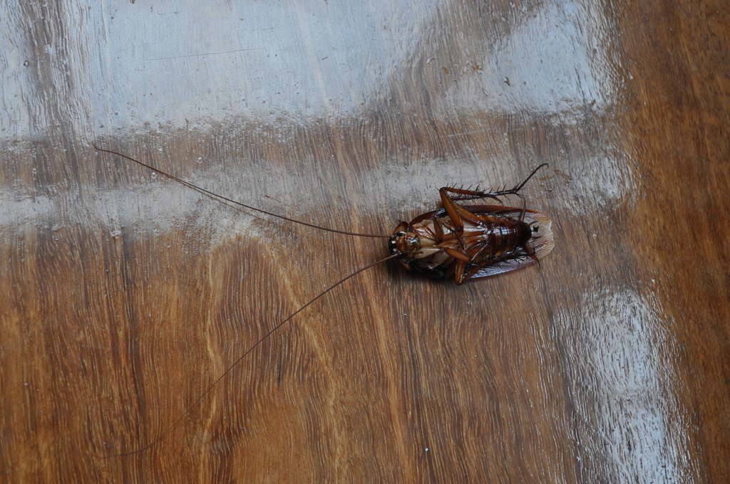 American Cockroach from Brisbane QLD, Australia on March 12, 2023 at 11 ...