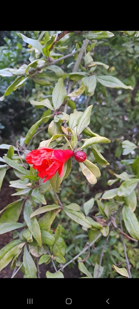 Punica from Viña del Mar, Valparaíso, Chile on March 12, 2023 at 08:18 ...