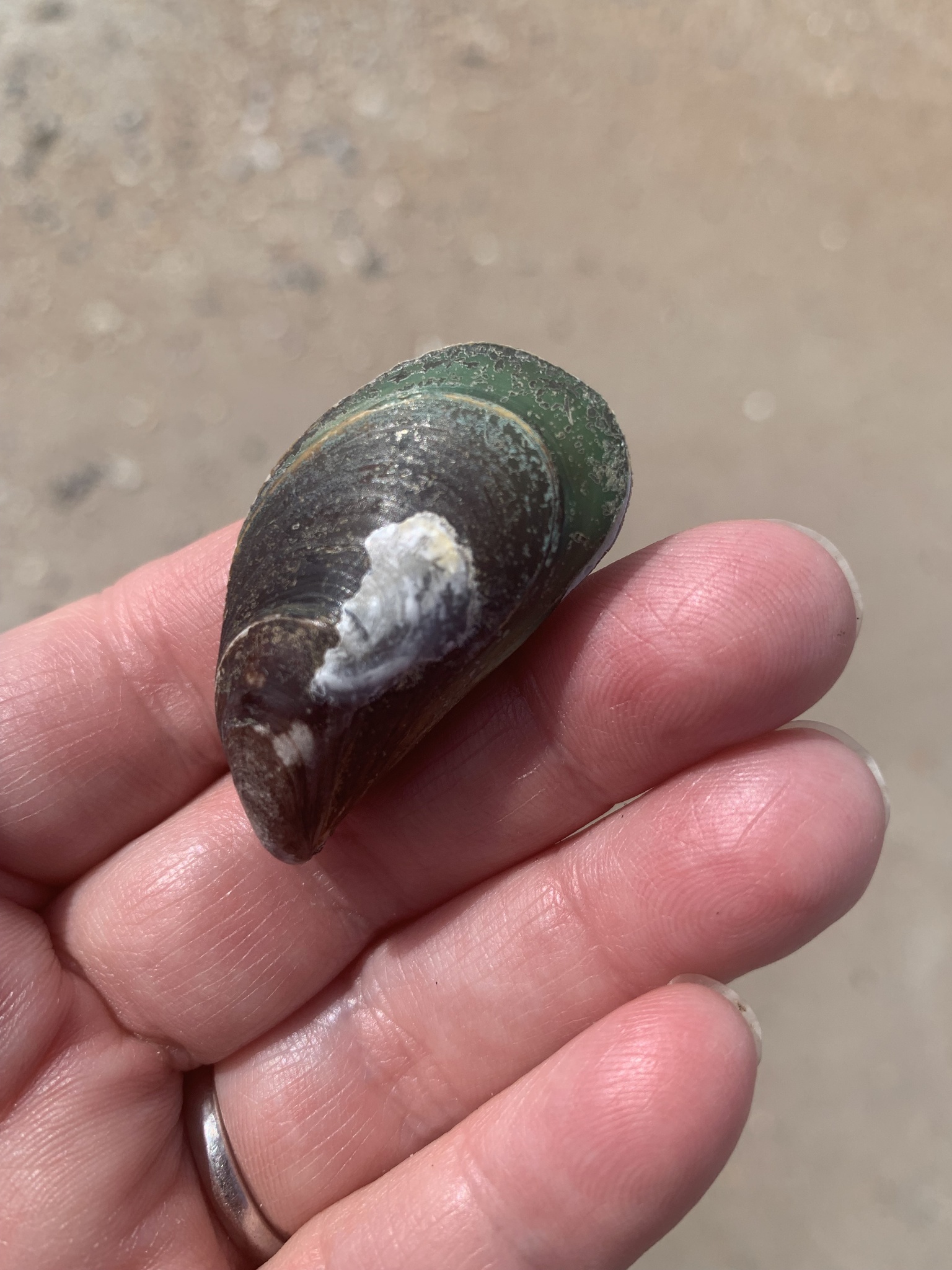 Perna viridis (Linnaeus, 1758)