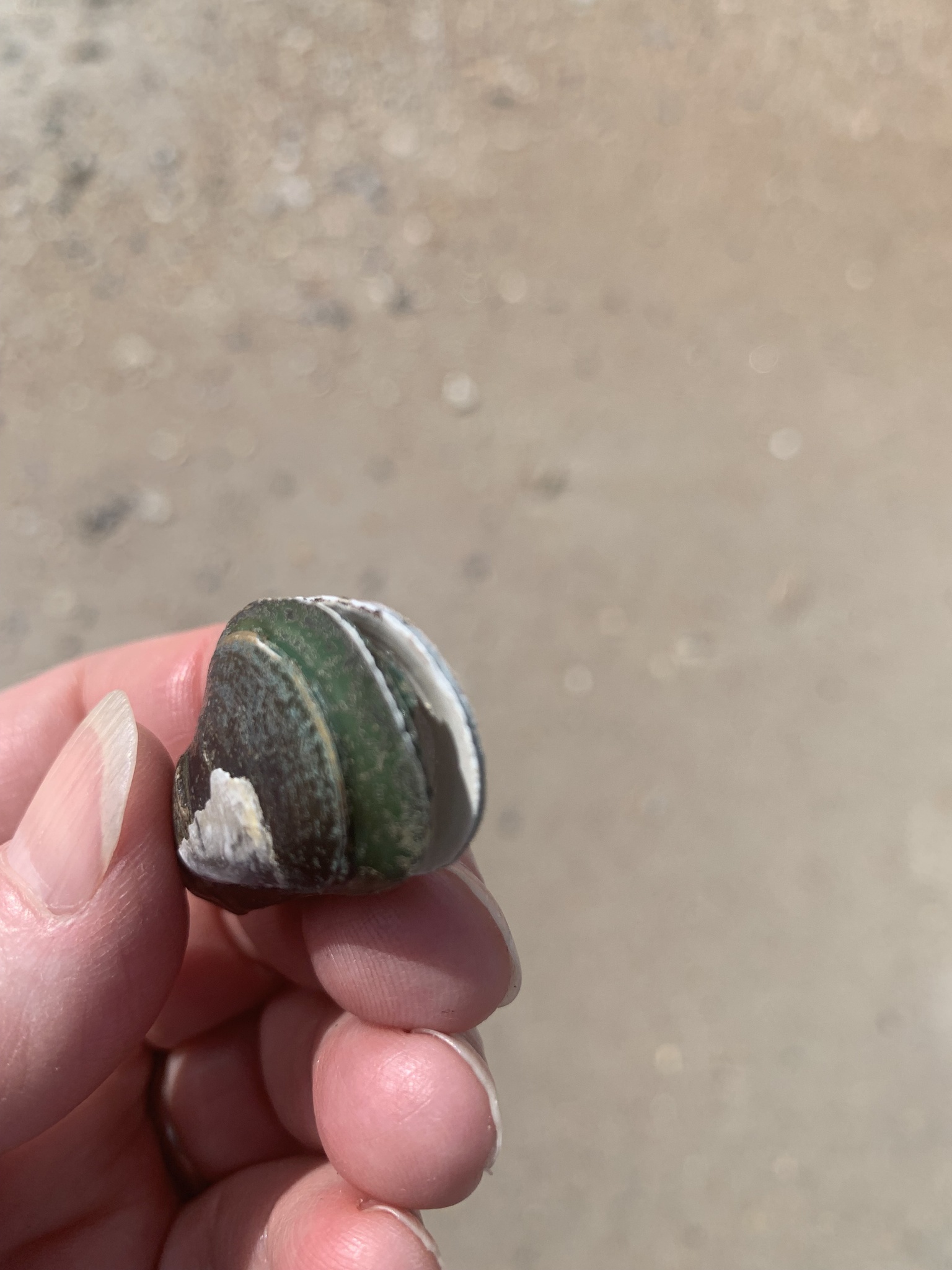 Perna viridis (Linnaeus, 1758)