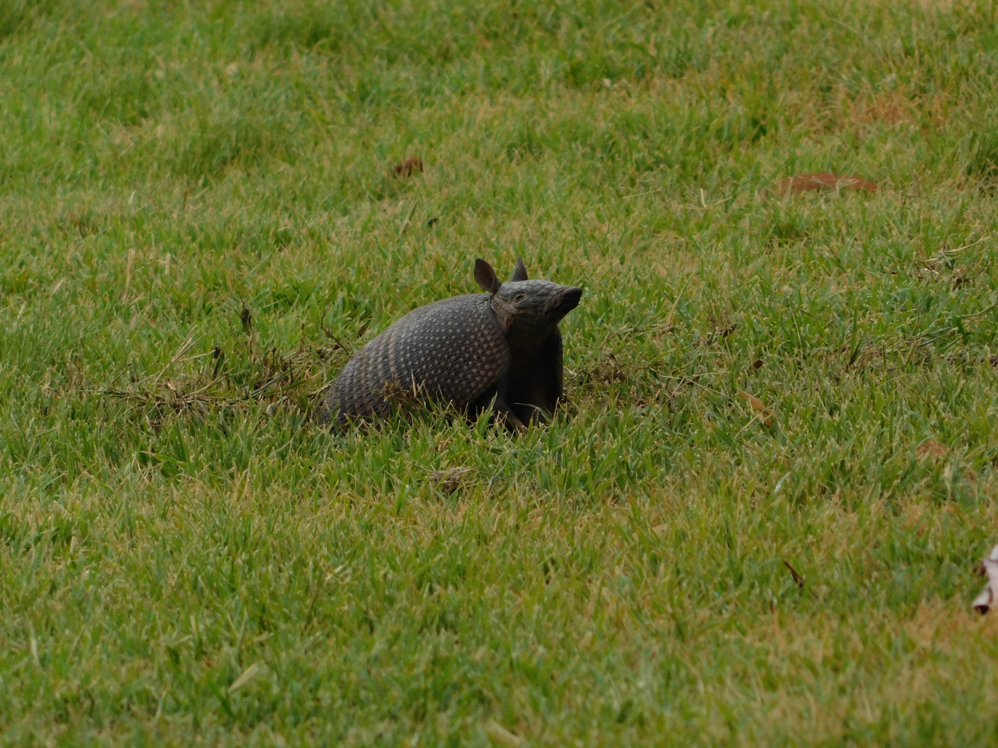 Dasypus septemcinctus Linnaeus, 1758