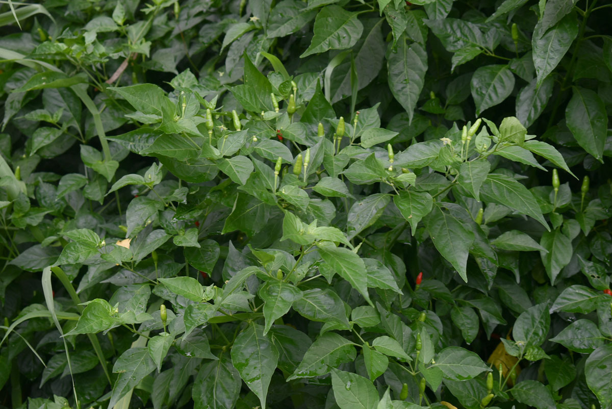 Capsicum annuum L.