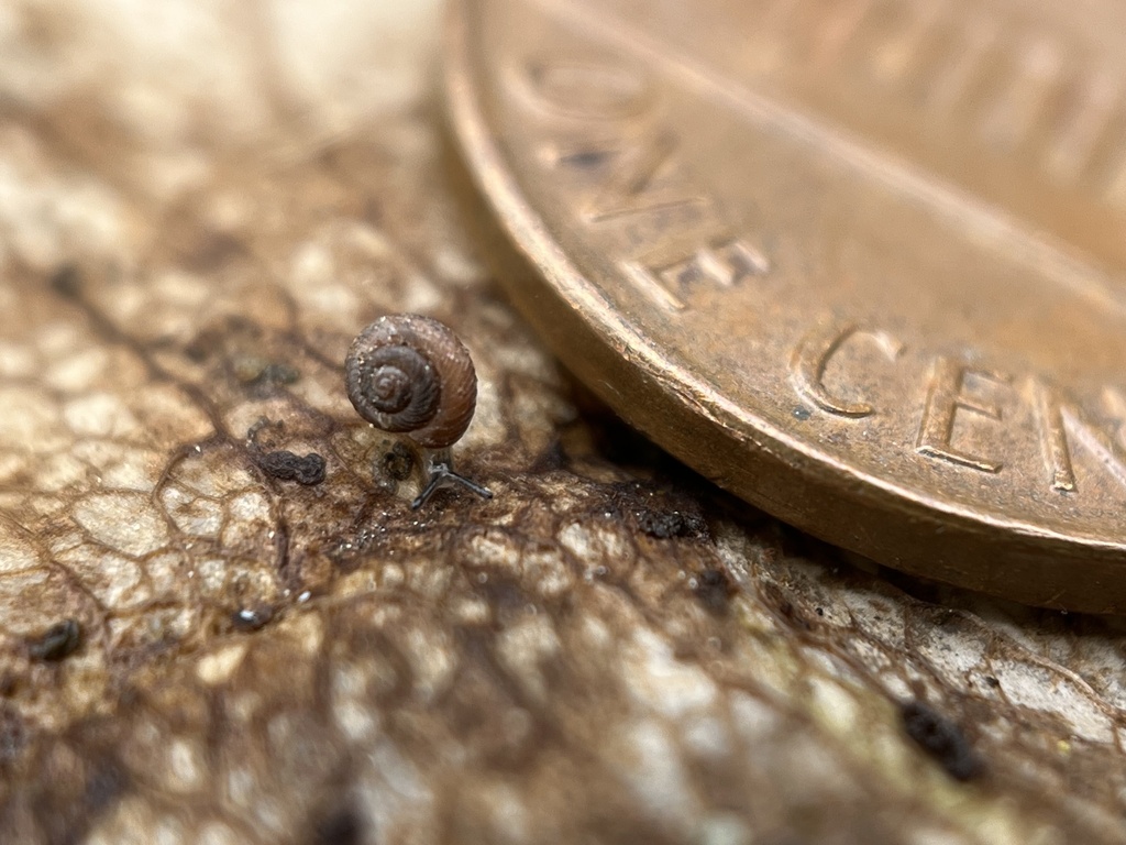 Pinhead Spot Snail from N Wabash Ave, Glendora, CA, US on March 12 ...