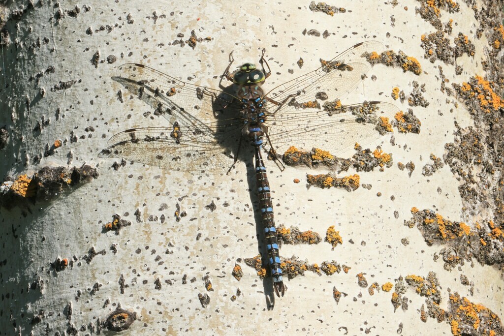 Lake Darner from Astotin Lake Recreation Area Elk Island National Park ...