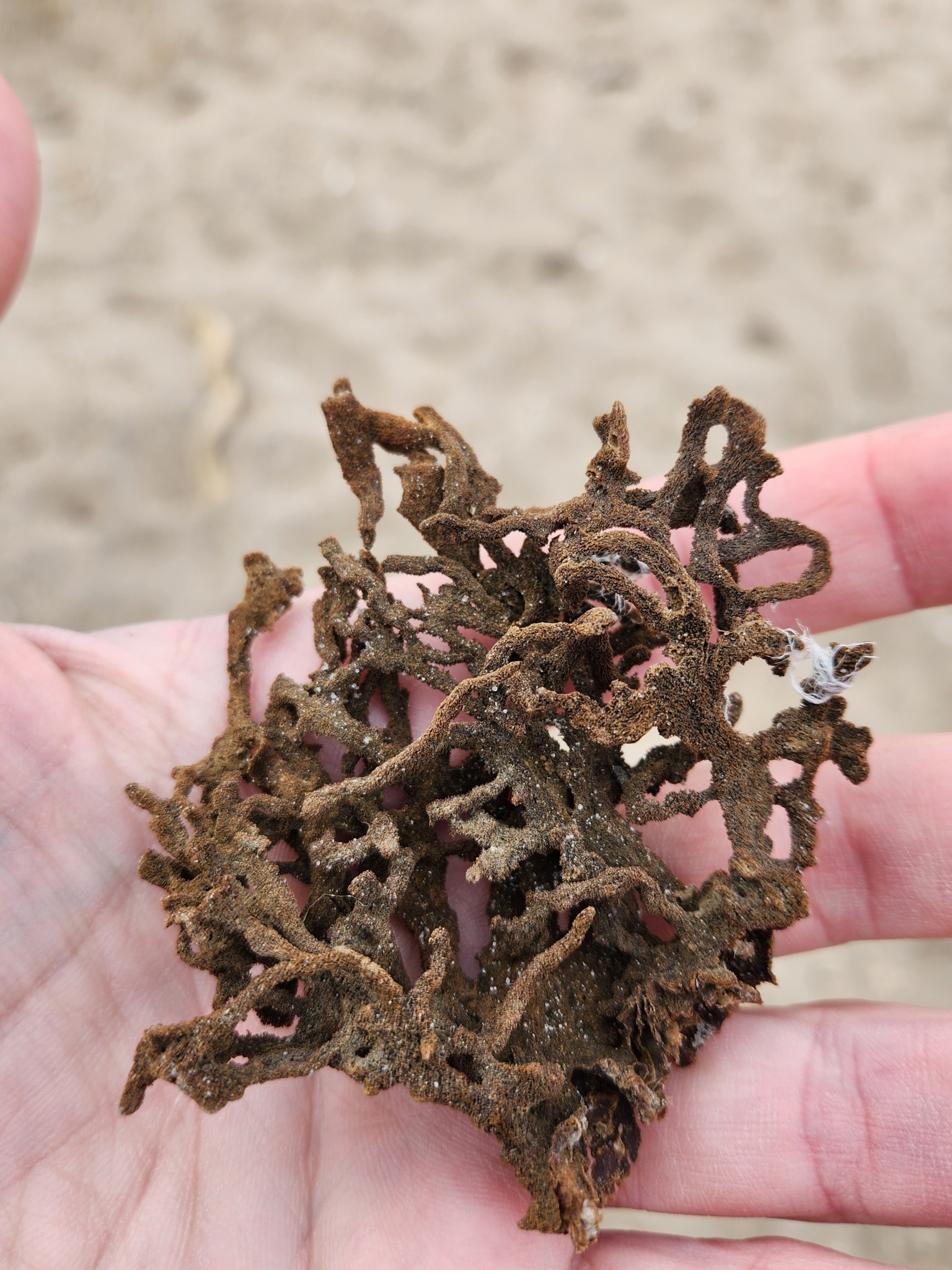 Clathria prolifera (Ellis & Solander, 1786)