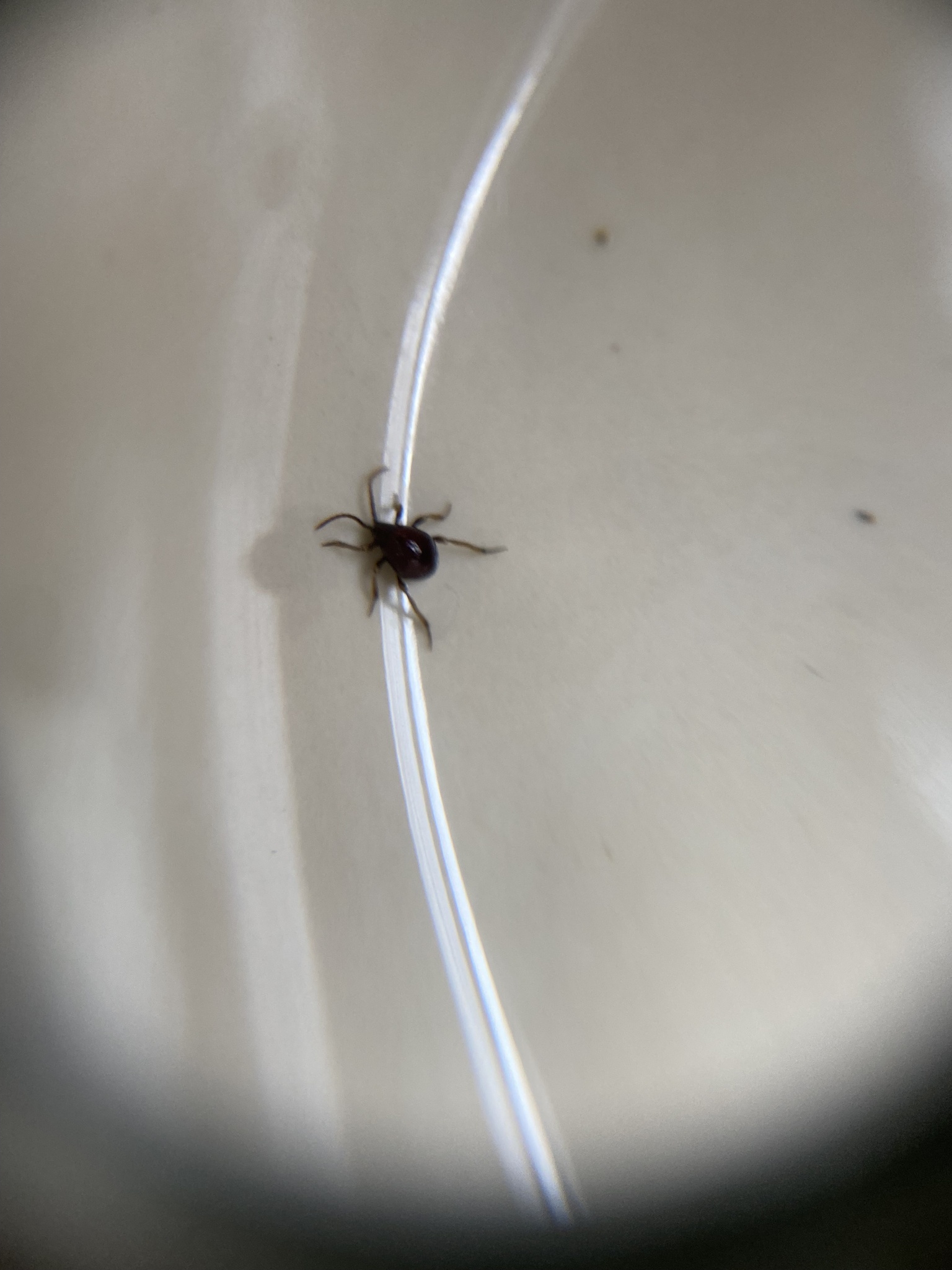 Gibbium aequinoctiale Boieldieu, 1854