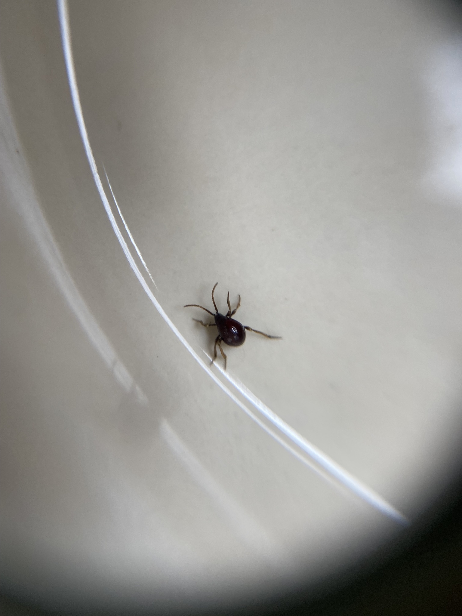 Gibbium aequinoctiale Boieldieu, 1854