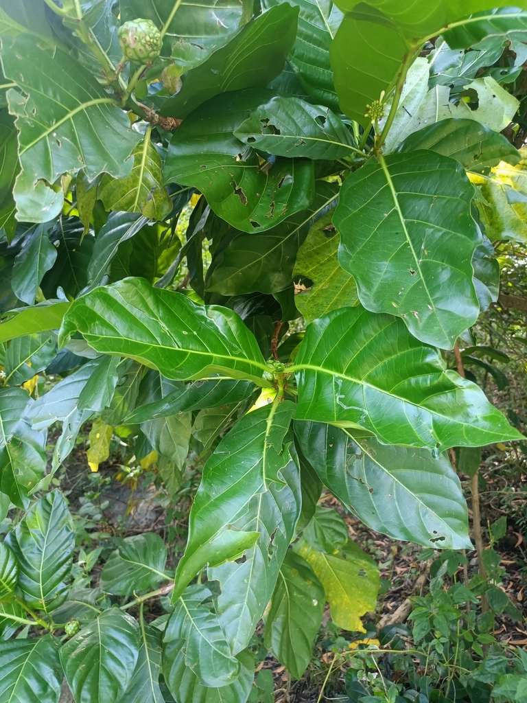 Noni from Muabog, Tabunan, Tabogon, Cebu, Filippine on March 13, 2023 ...