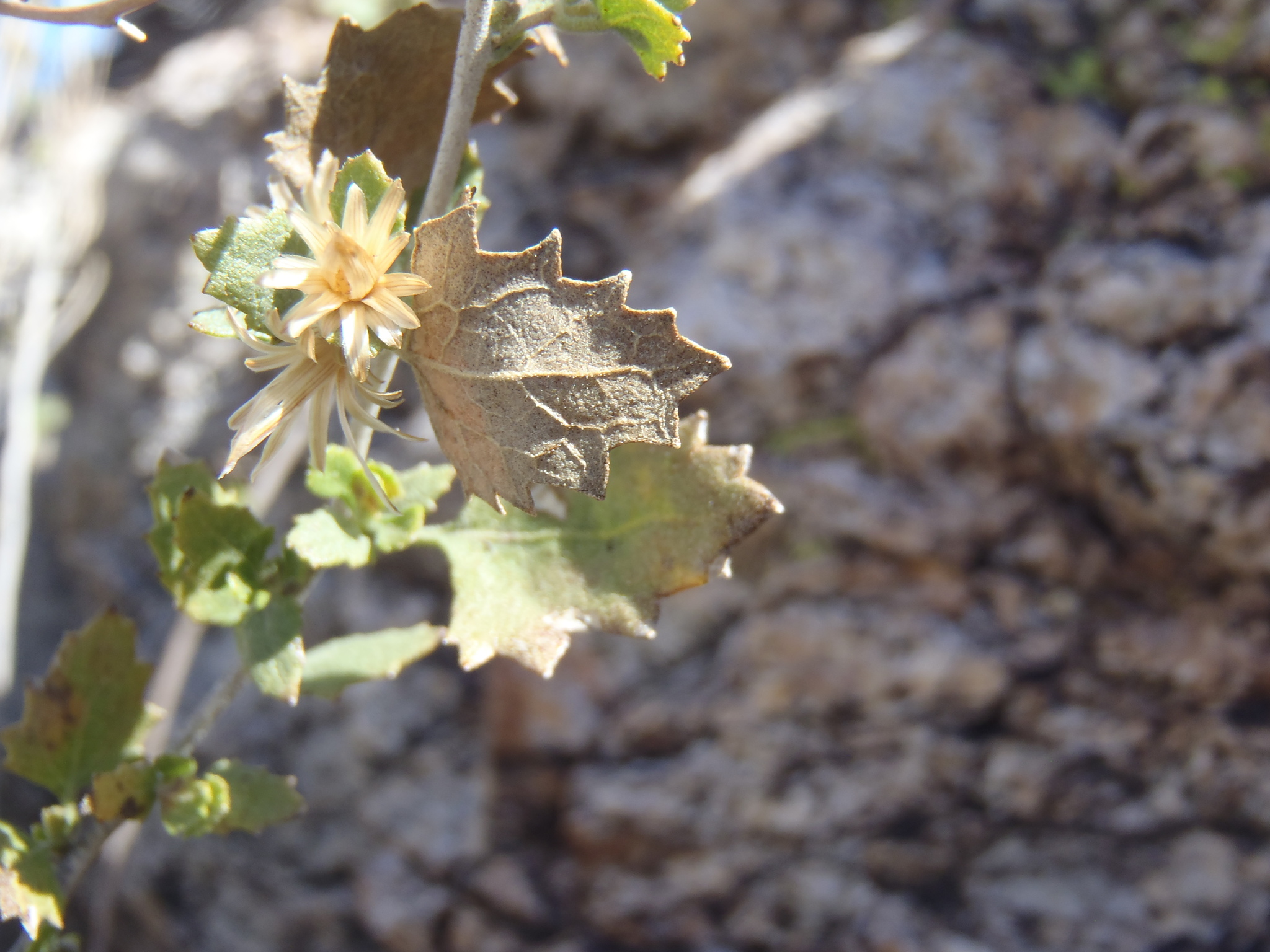 Brickellia baccharidea A.Gray