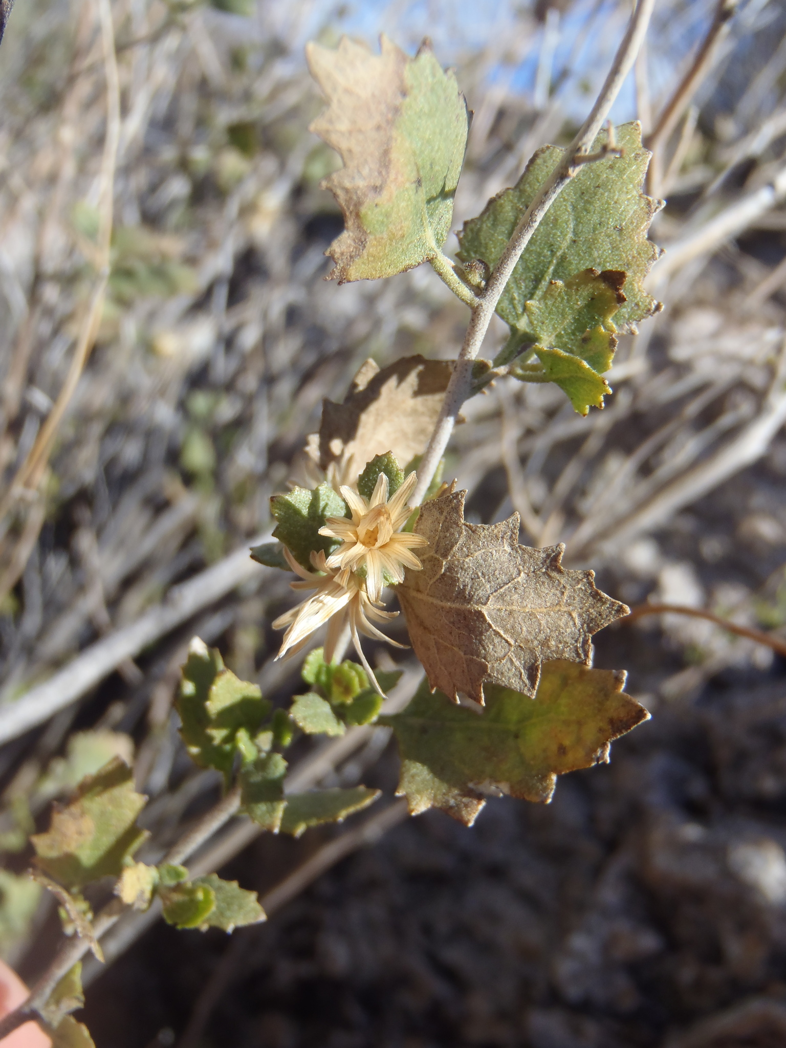 Brickellia baccharidea A.Gray