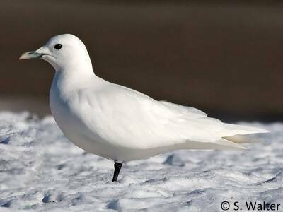 Ivory Gull from Plymouth, MA 02360, USA on January 25, 2009 at 10:15 AM ...