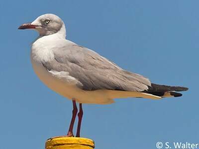 Grey-hooded Gull from Coney Island, Brooklyn, NY, USA on July 30, 2011 ...