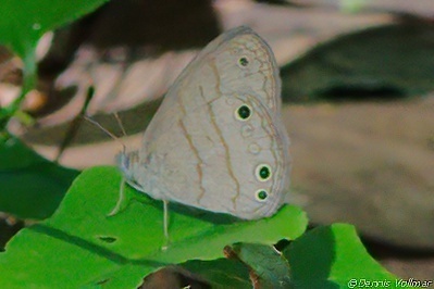 Intricate Satyr from Alachua County, FL, USA on March 12, 2023 at 09:54 ...