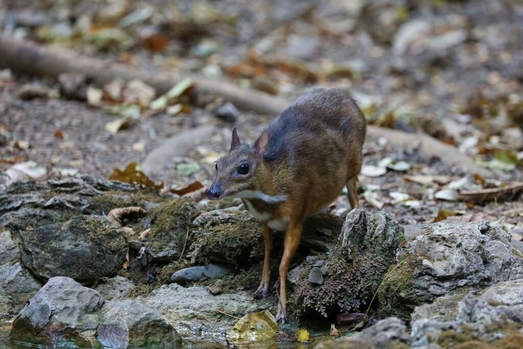 Lesser Oriental Chevrotain from Huai Mae Priang, Kaeng Krachan District ...