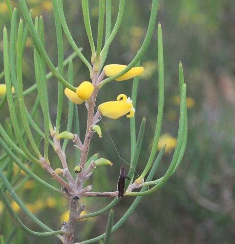 Persoonia teretifolia · iNaturalist