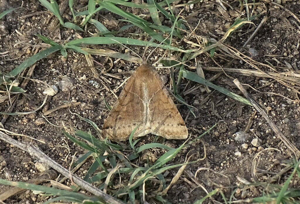 Corn Earworm Moth from Comal County, TX, USA on March 12, 2023 at 06:01 ...