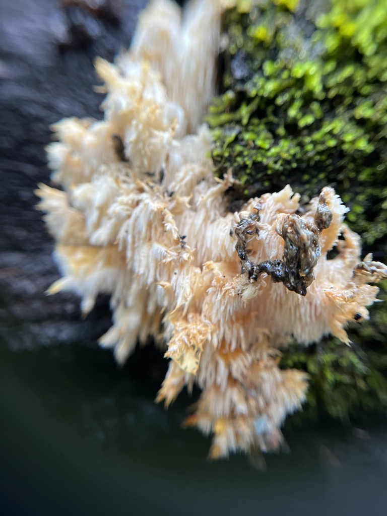 Coral tooth fungus from Westwood Hills Park, Napa, CA, US on March 12 ...