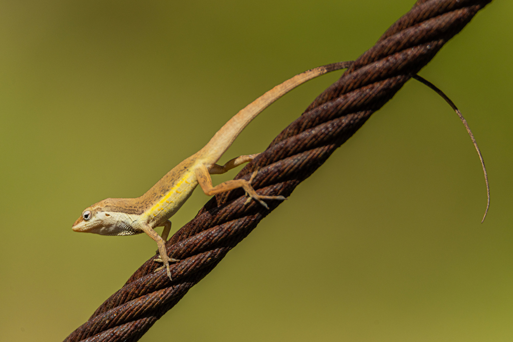 Puerto Rican Anole from Juan Sánchez, Bayamón, Puerto Rico, Bayamón ...