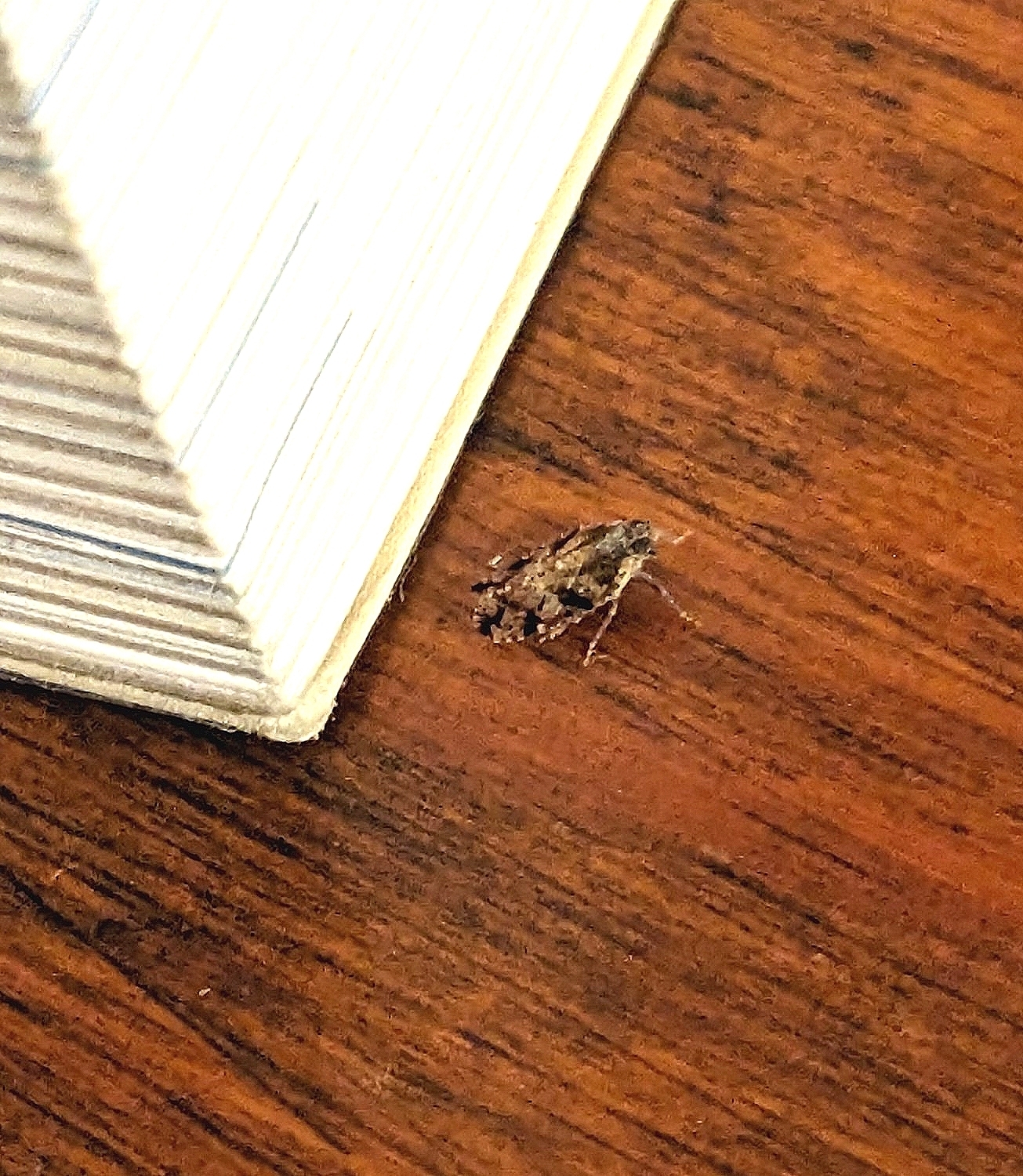 Cixiidae
