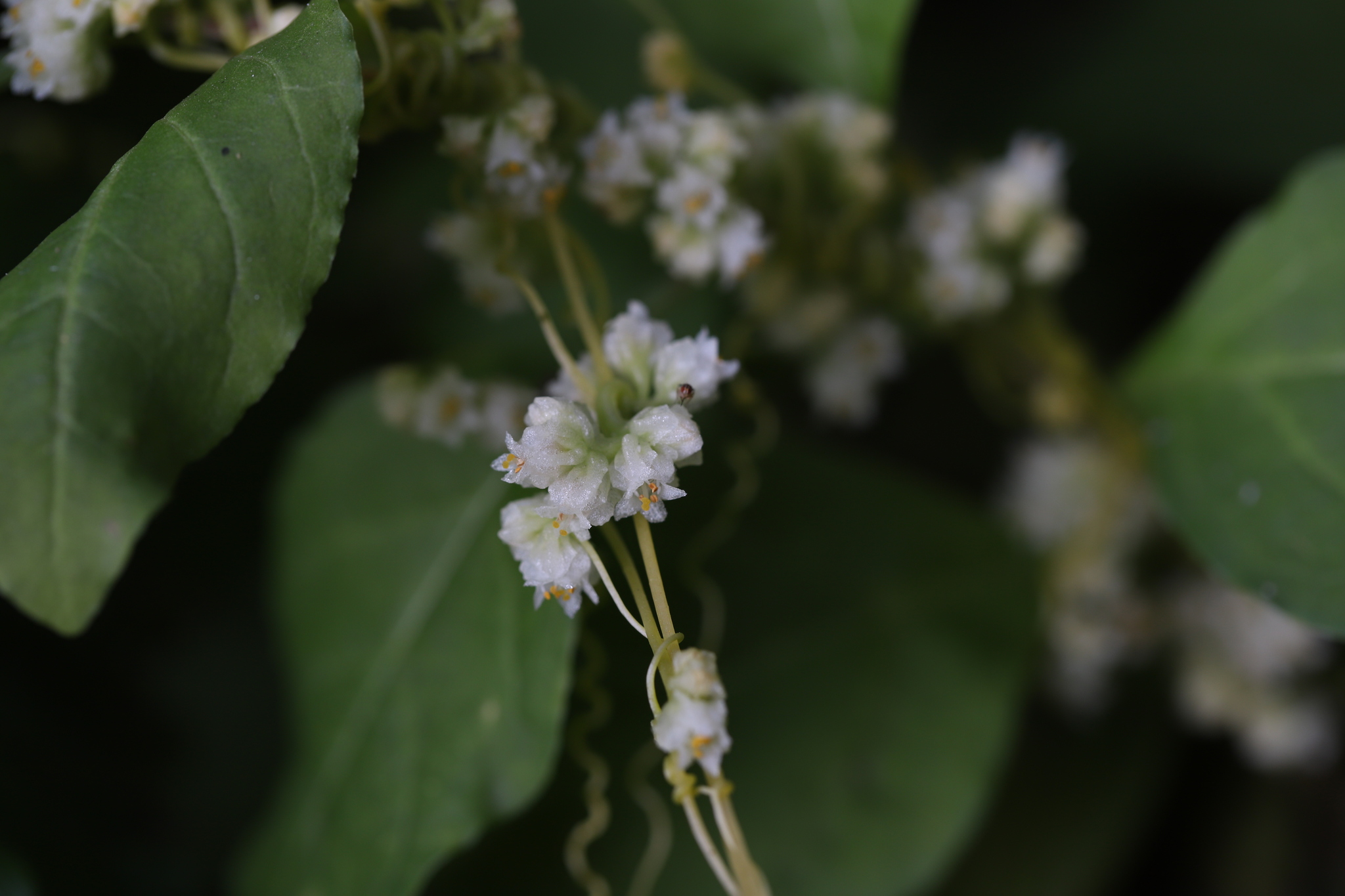 Cuscuta chinensis Lam.