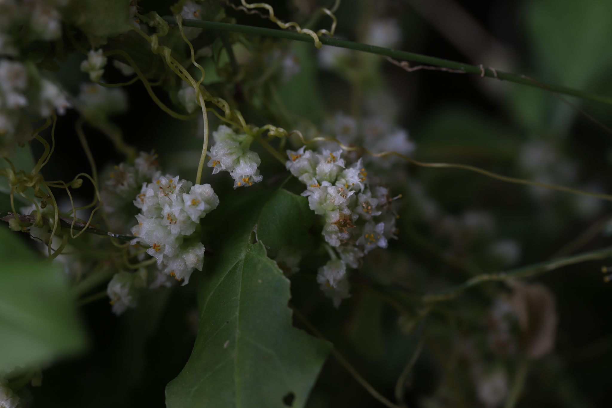 Cuscuta chinensis Lam.