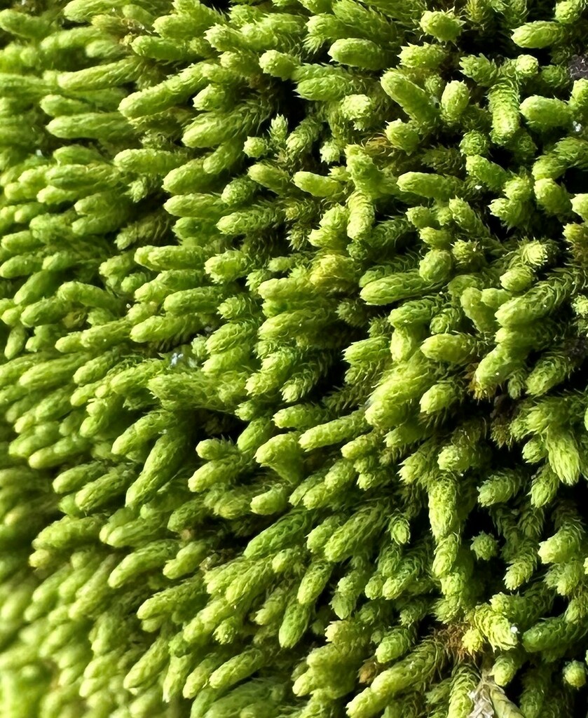 Yellow Yarn Moss from Co. Rd. 141 near Co. Rd. 143, Lawrence County, AL ...