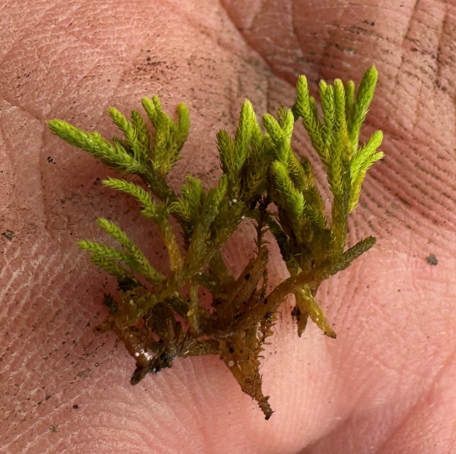 Anomodon minor Lindberg, 1865