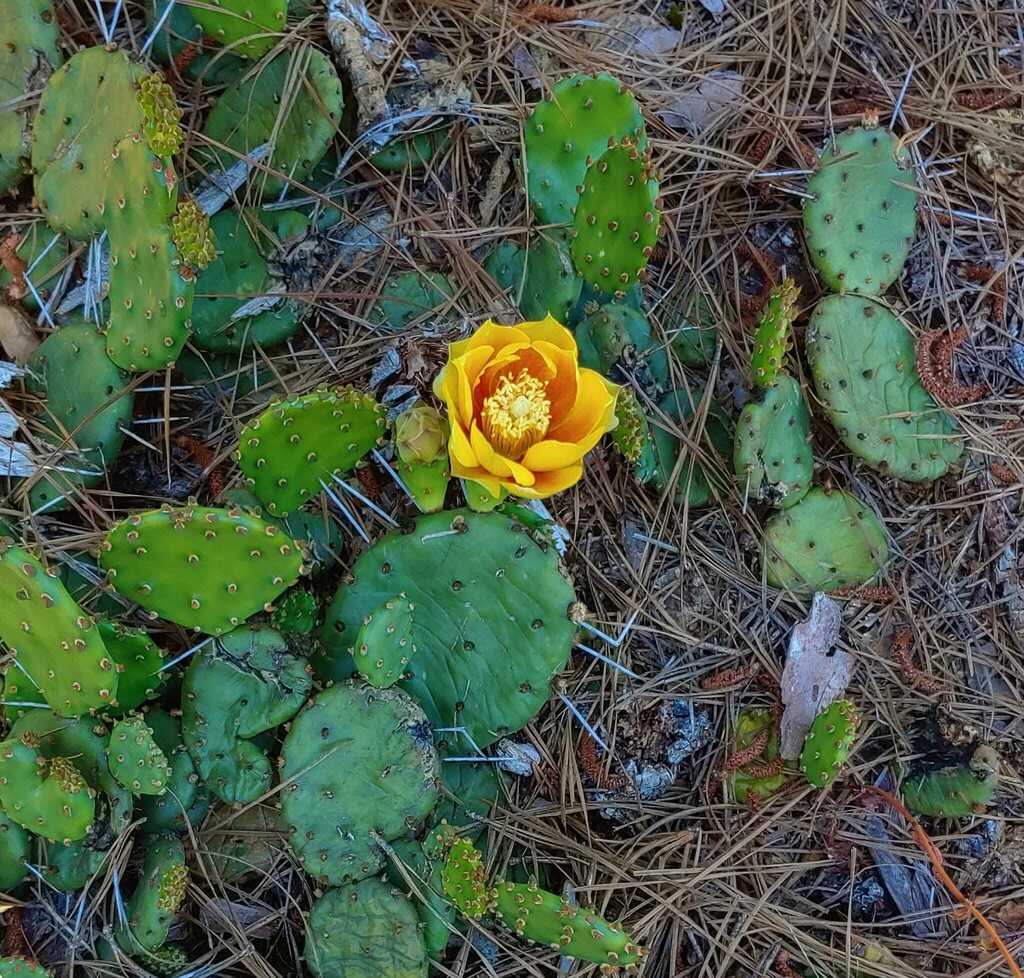 Eastern Pricklypear from Dekalb County, GA, USA on May 29, 2022 at 10: ...