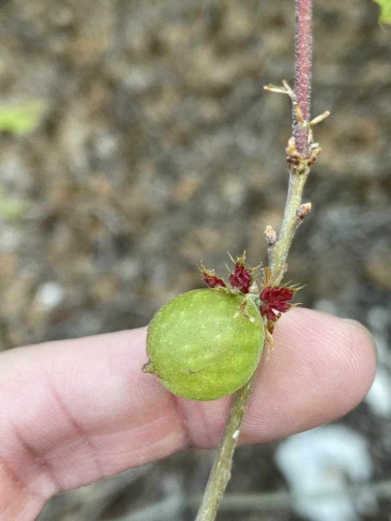 Succulent Oak Gall Wasp from Cedar Glen Cove, Lago Vista, TX, US on ...