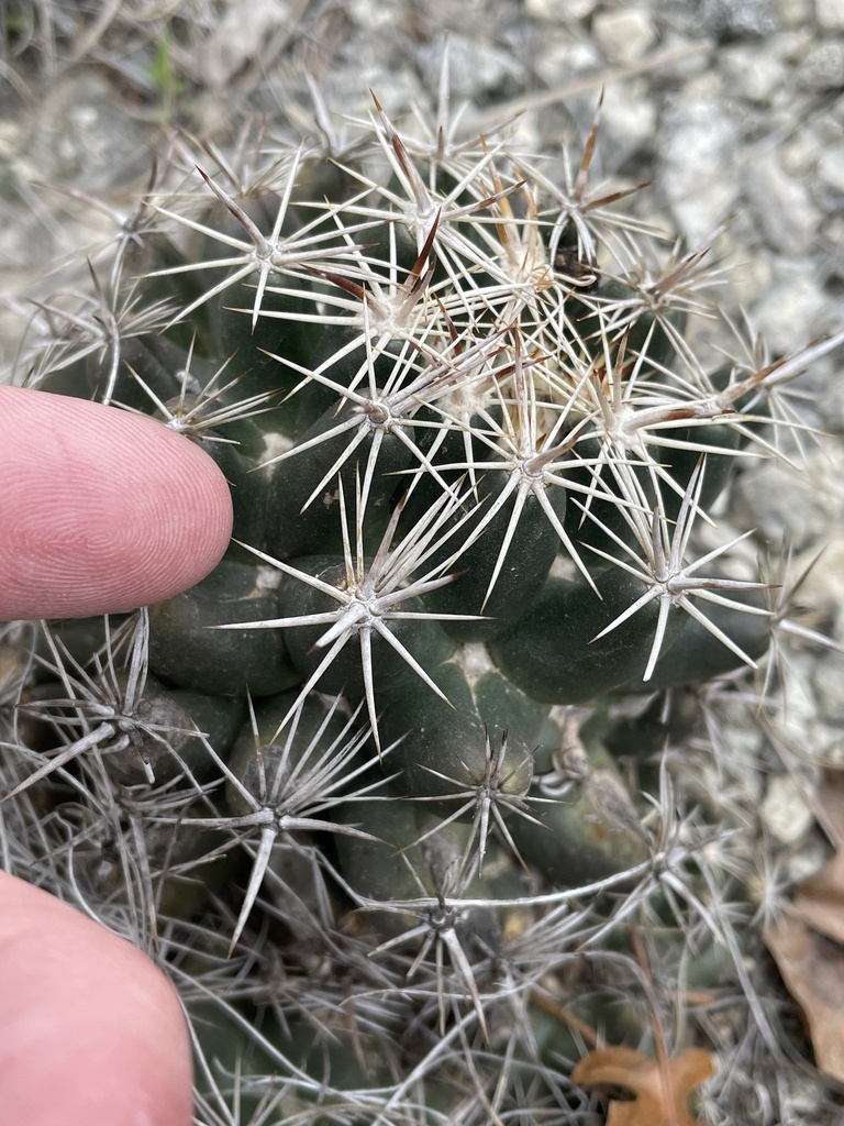 Grooved nipple cactus from Travis Northwest, Leander, TX, US on March ...