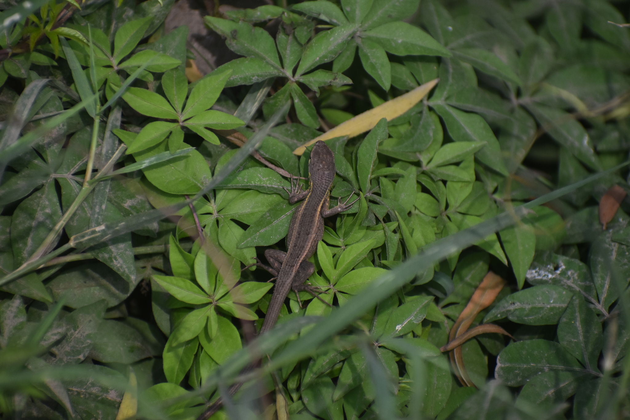 Stenocercus modestus (Tschudi, 1845)