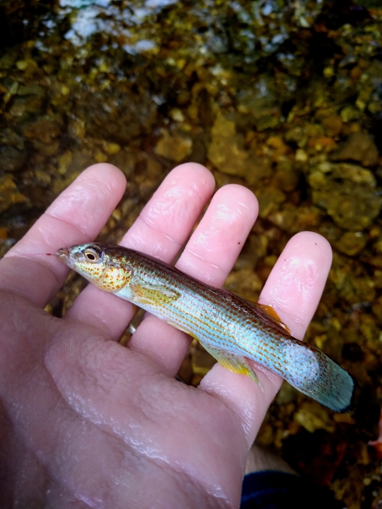 Northern Studfish in July 2022 by warmouthkee · iNaturalist
