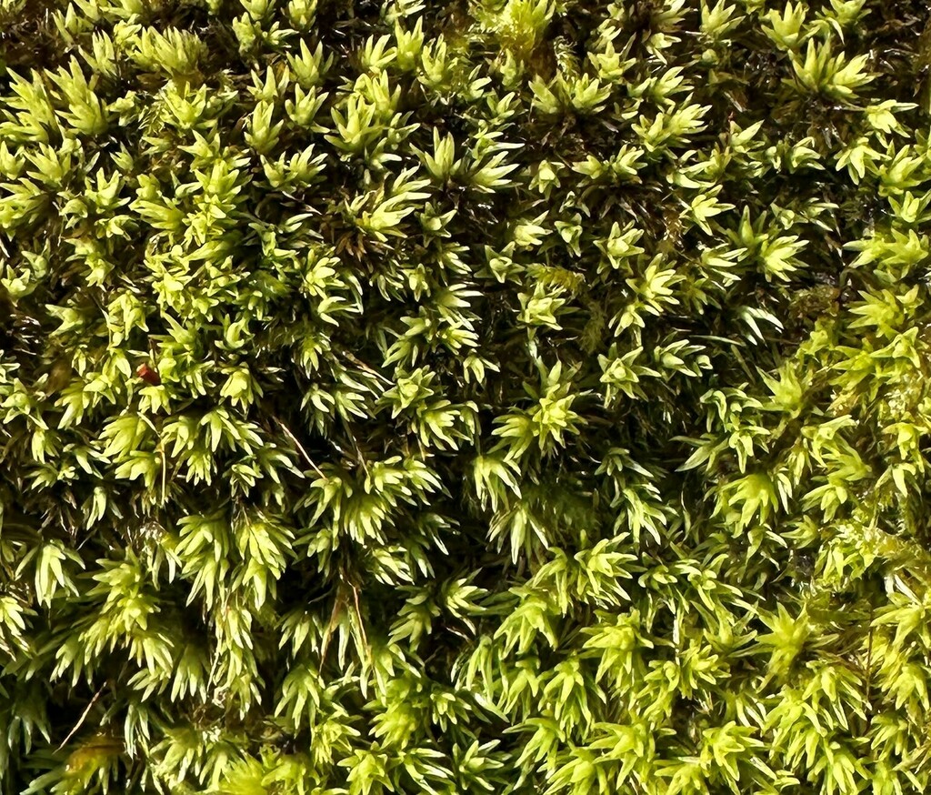Leucobryum mosses from Co. Rd. 141 near Co. Rd. 143, Lawrence County ...