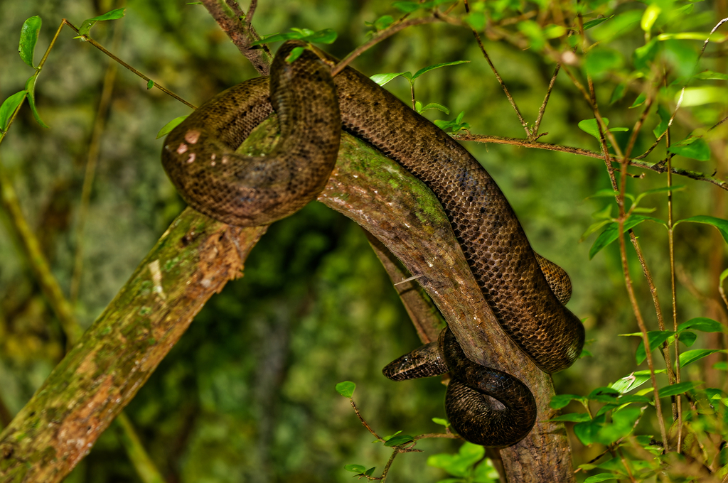 Puerto Rican Boa from Planas, Isabela, Puerto Rico on September 22 ...