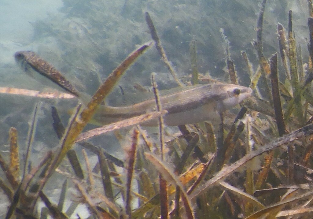 Little Weed Whiting from Coogee WA 6166, Australia on January 26, 2023 ...