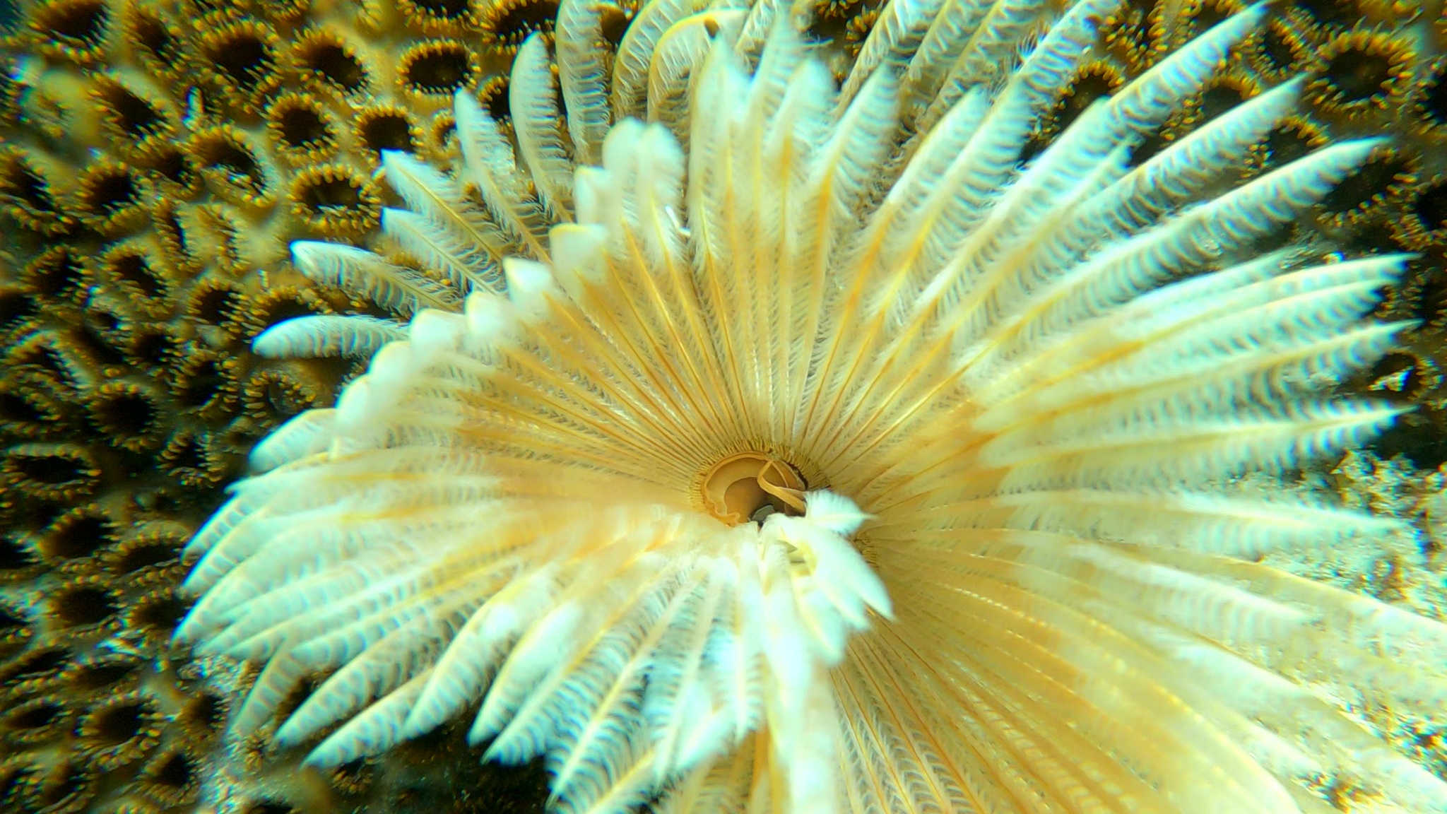 Sabellastarte spectabilis (Grube, 1878)