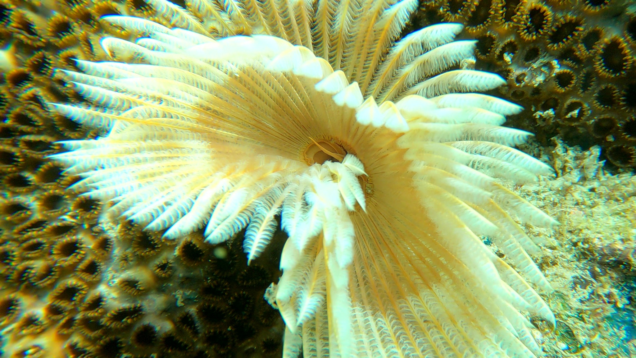 Sabellastarte spectabilis (Grube, 1878)