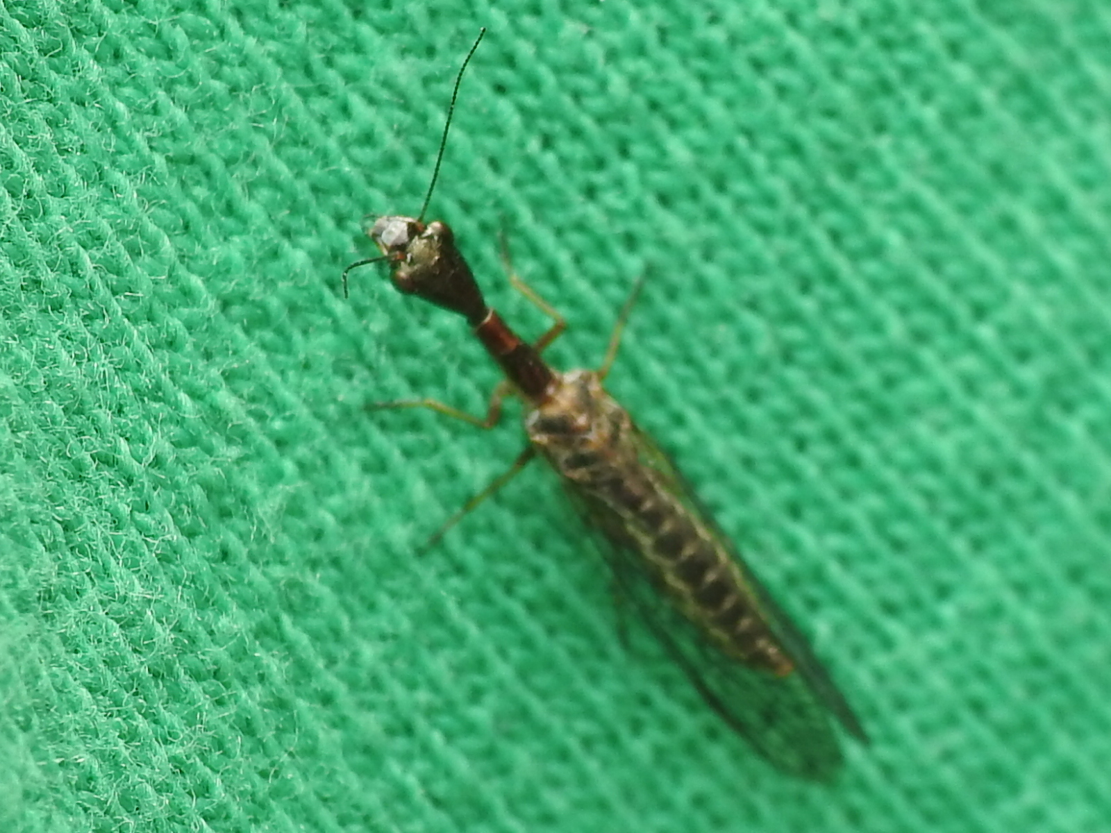 Raphidiidae