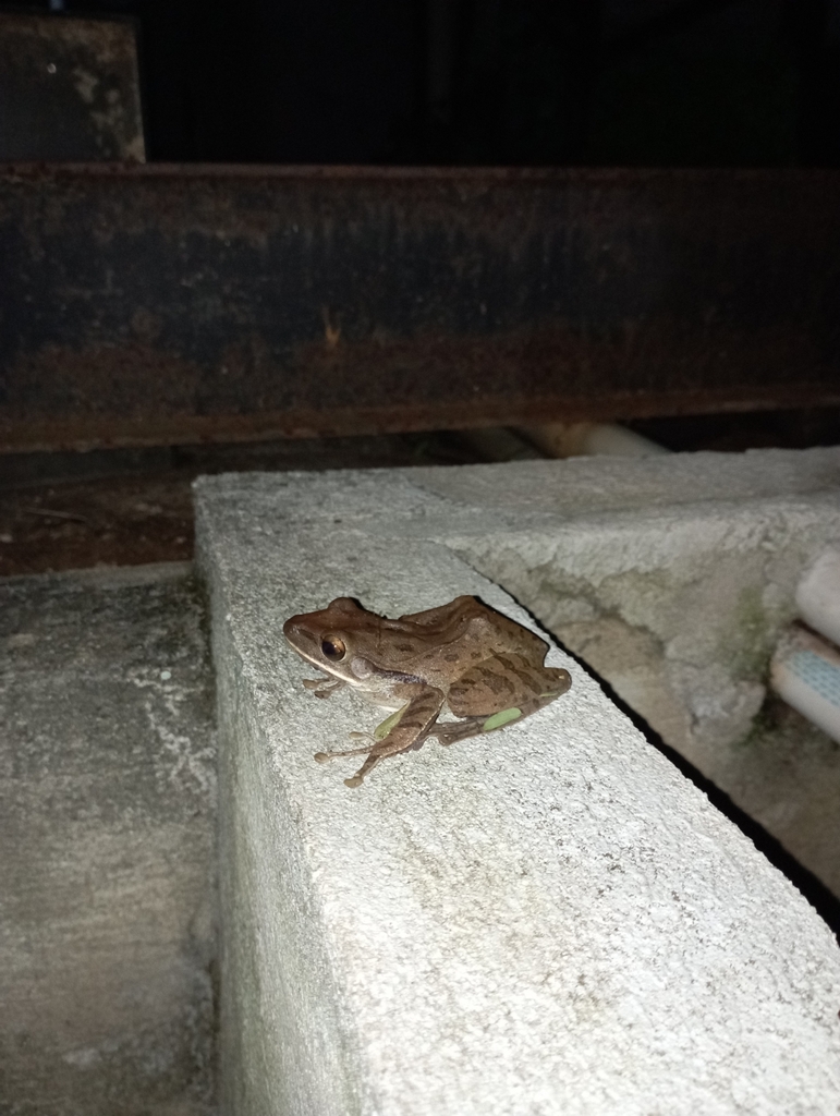 Common Southeast Asian Tree Frog from SAI MAMPANG on November 06, 2022 ...