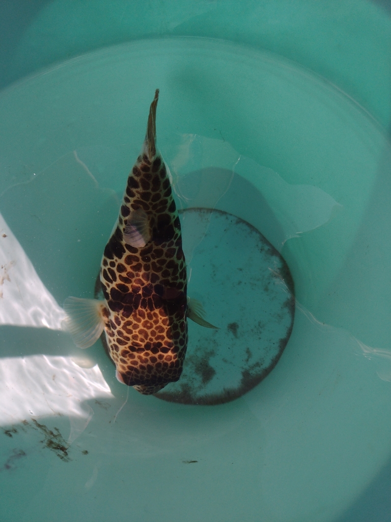 Smooth Toadfish from Frankston on March 13, 2023 at 02:25 PM by ...