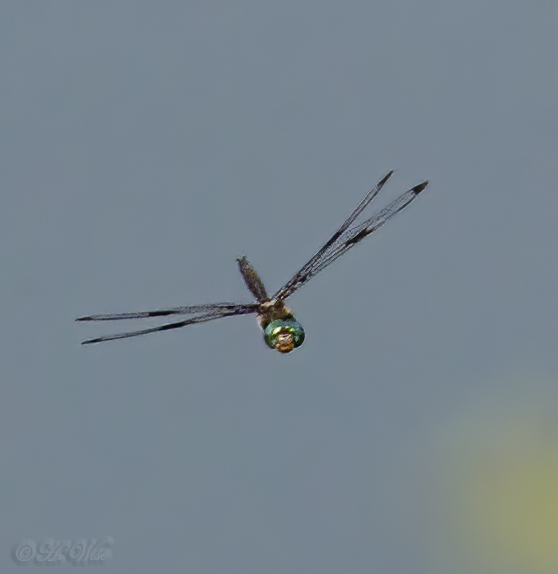 Epitheca princeps Hagen, 1861